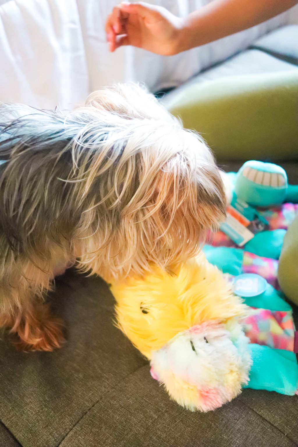 6 ways to spoil your pup with Babblebox. - Porsha Carr Blog