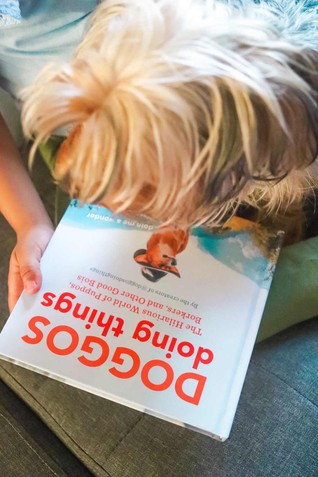 6 ways to spoil your pup with Babblebox. - Porsha Carr Blog