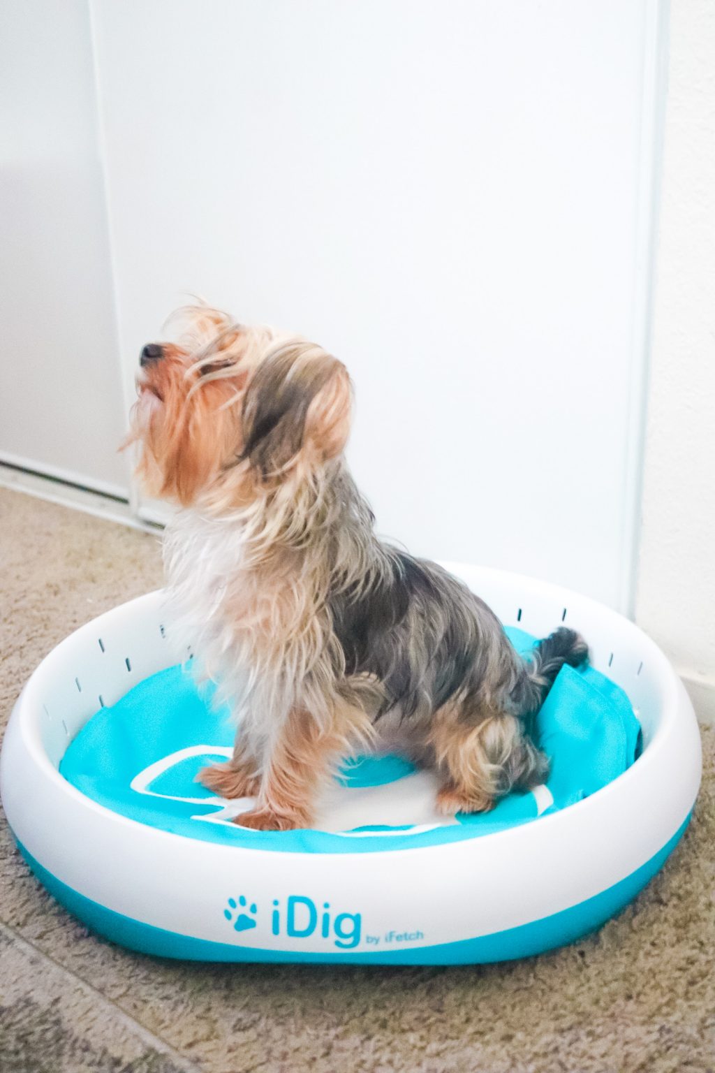 6 ways to spoil your pup with Babblebox. - Porsha Carr Blog