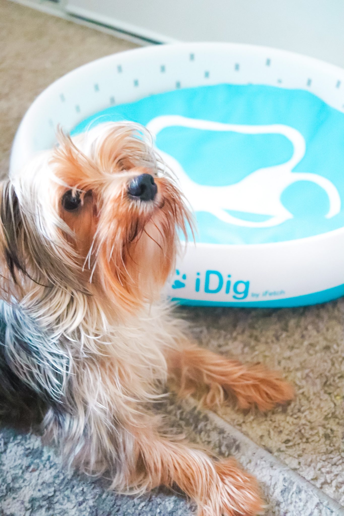 6 ways to spoil your pup with Babblebox. - Porsha Carr Blog